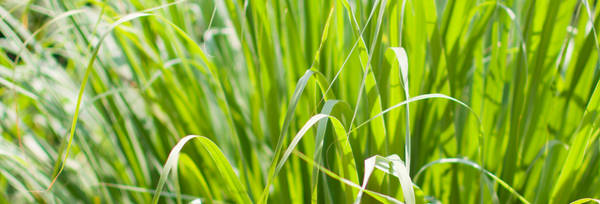 What is Palmarosa? Palmarosa Essential Oil Info, Uses and Benefits – Vorda